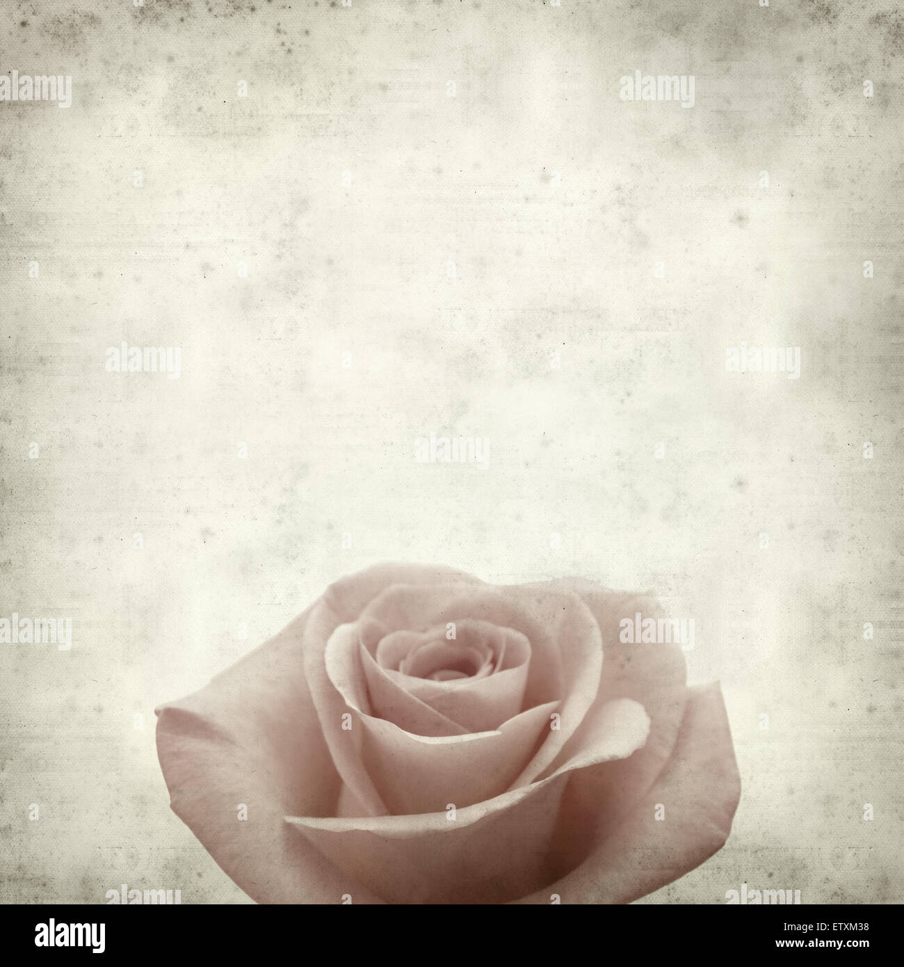 textured old paper background with pale pink rose Stock Photo - Alamy