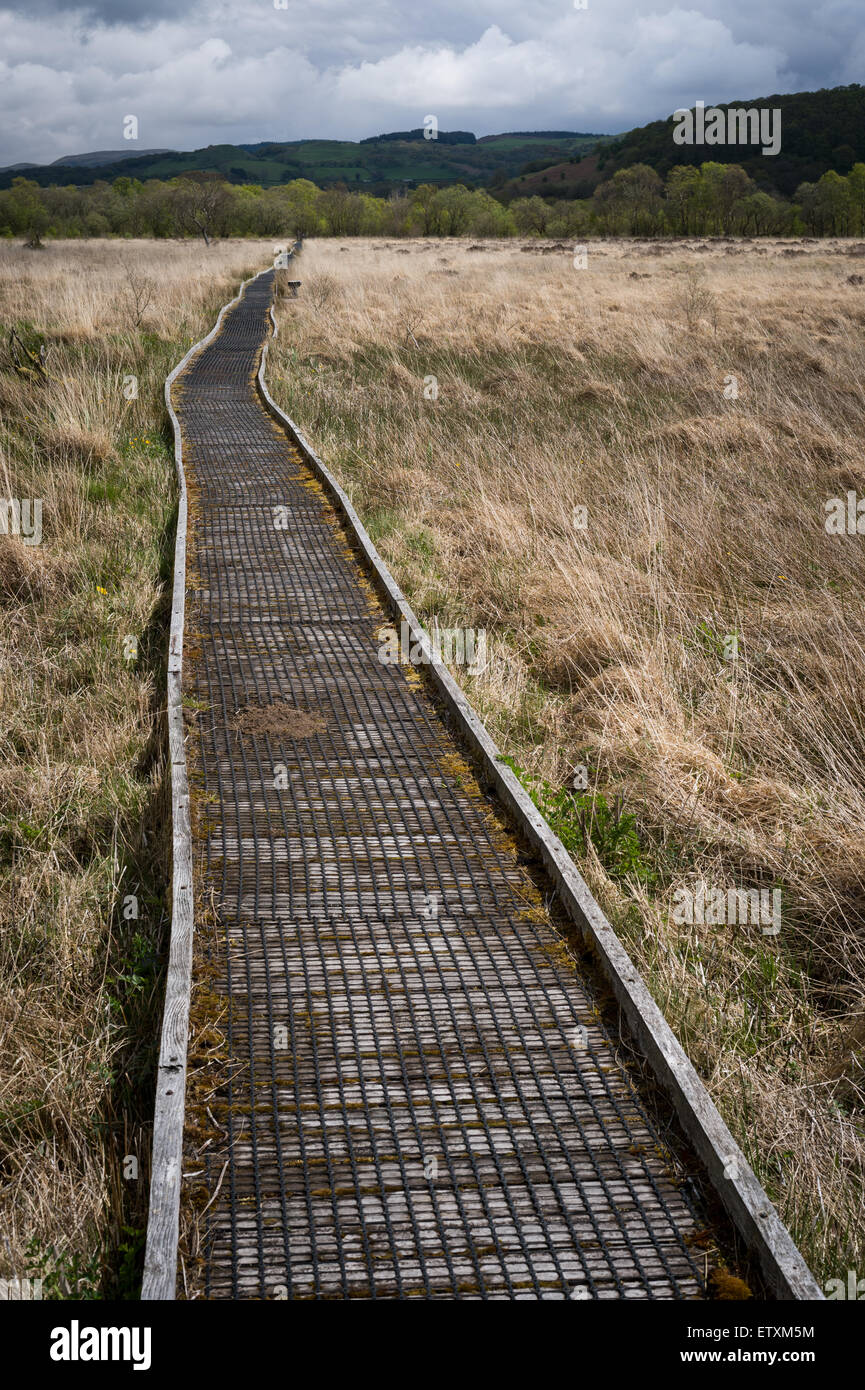 Boardwalk across Cors Caron Nature Reserve, or Tregaron Bog, Tregaron ...