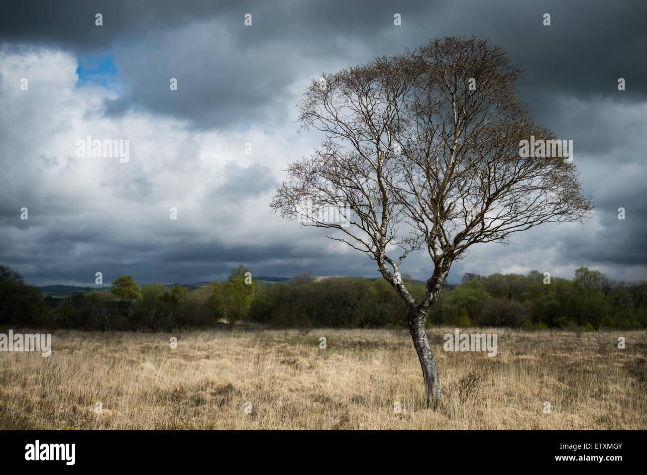 Cors Caron Nature Reserve, or Tregaron Bog, Tregaron, Ceredigion, Wales ...