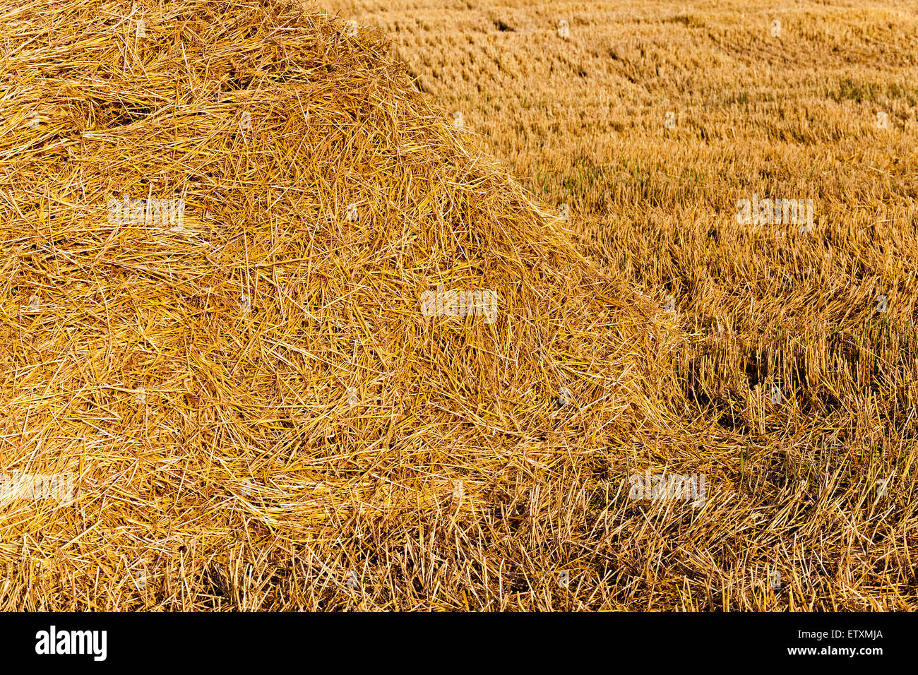 field with straw Stock Photo - Alamy