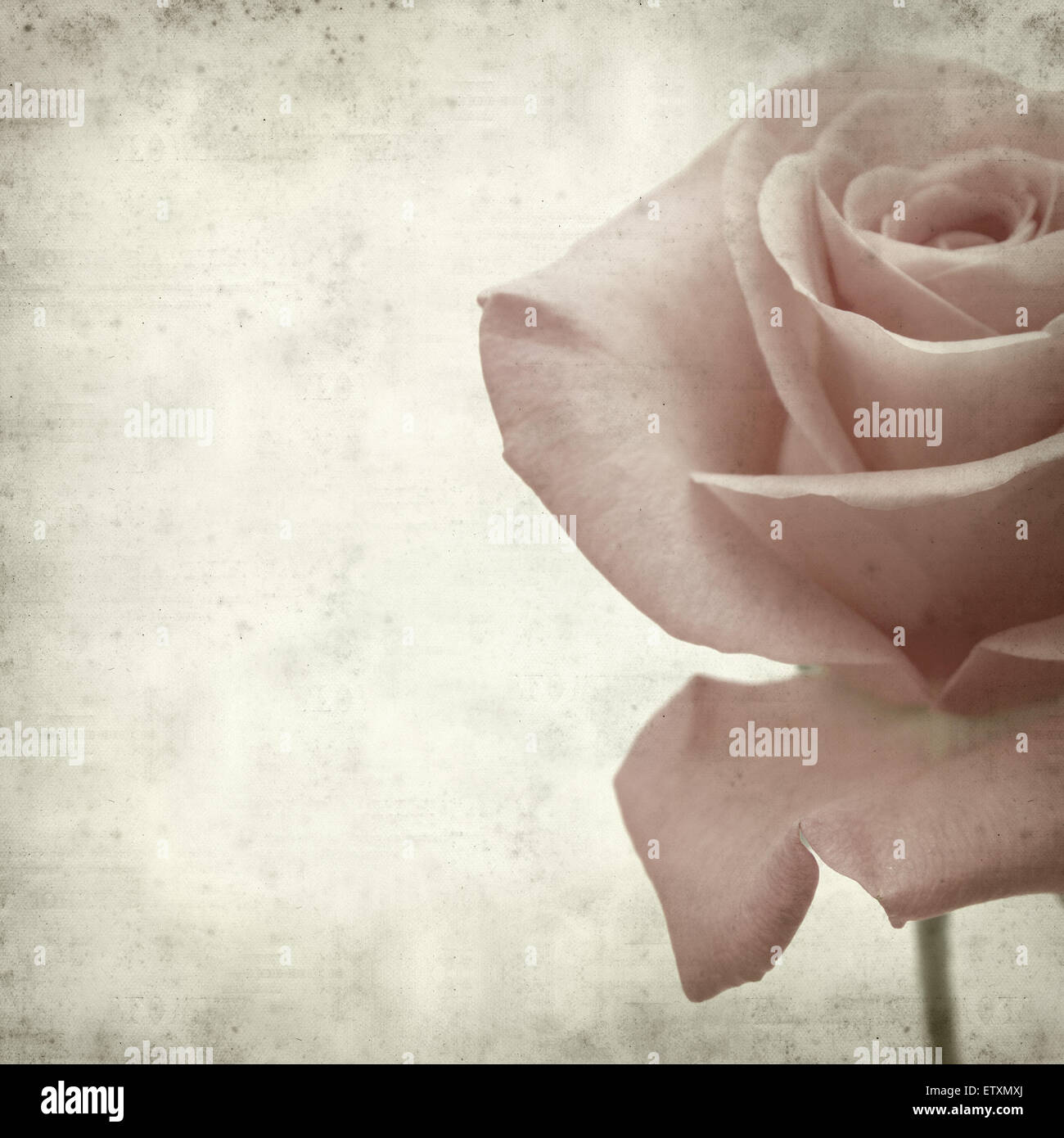 textured old paper background with pale pink rose Stock Photo - Alamy