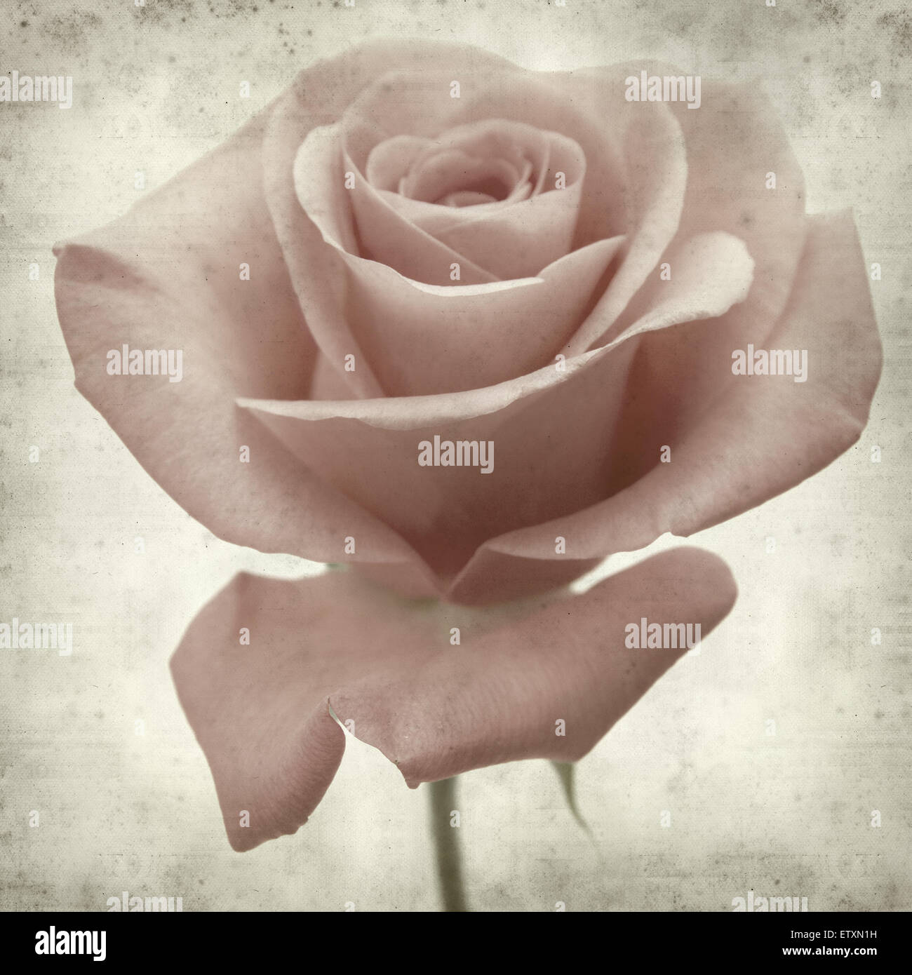 textured old paper background with pale pink rose Stock Photo - Alamy
