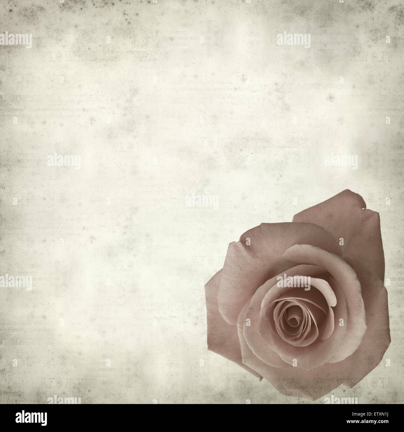 textured old paper background with pale pink rose Stock Photo - Alamy