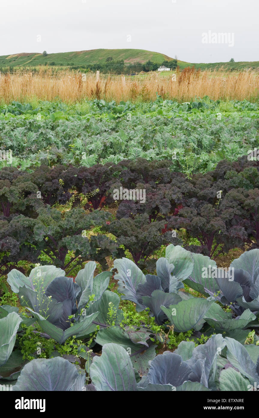Kale and cabbages growing on a croft, or smallholding, in the Scottish ...