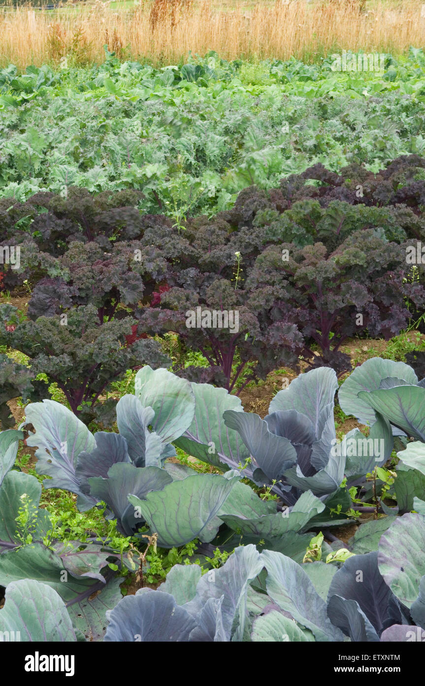 Curly cabbage hi-res stock photography and images - Alamy