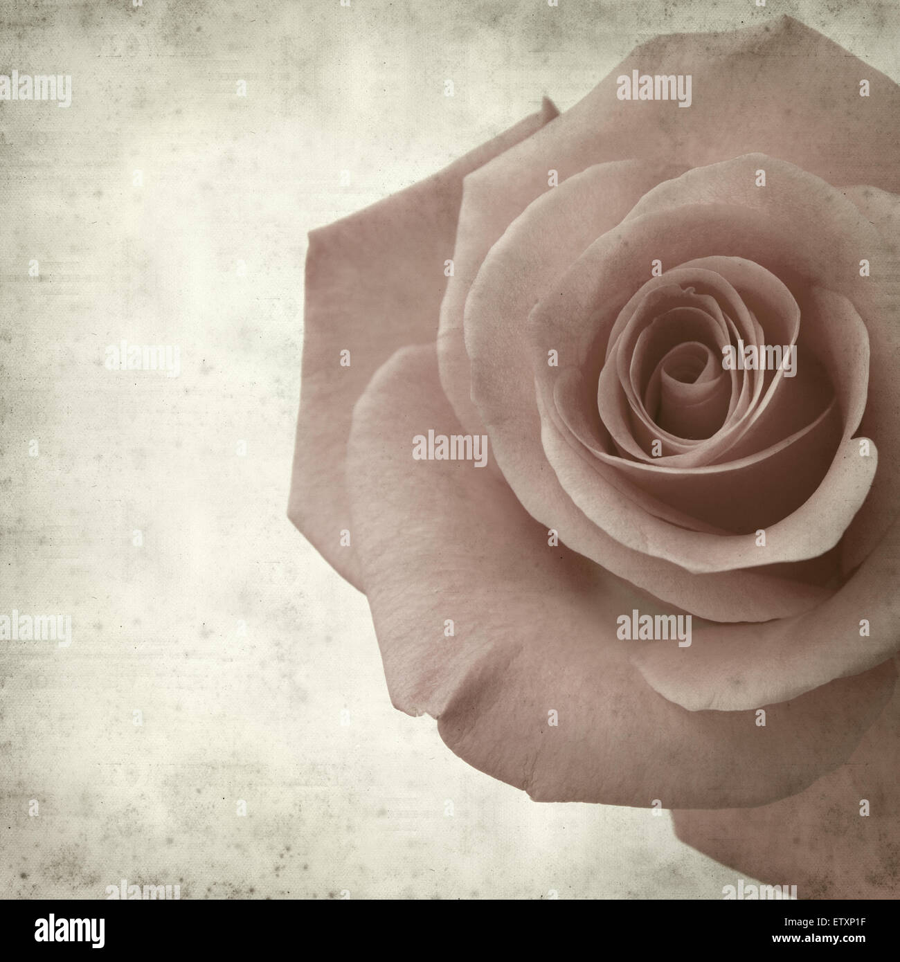 textured old paper background with pale pink rose Stock Photo - Alamy
