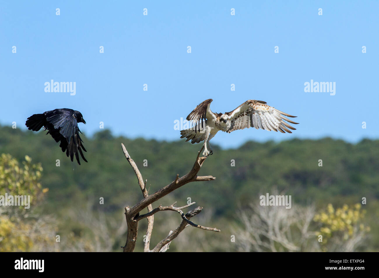 Osprey chasing crow hi-res stock photography and images - Alamy
