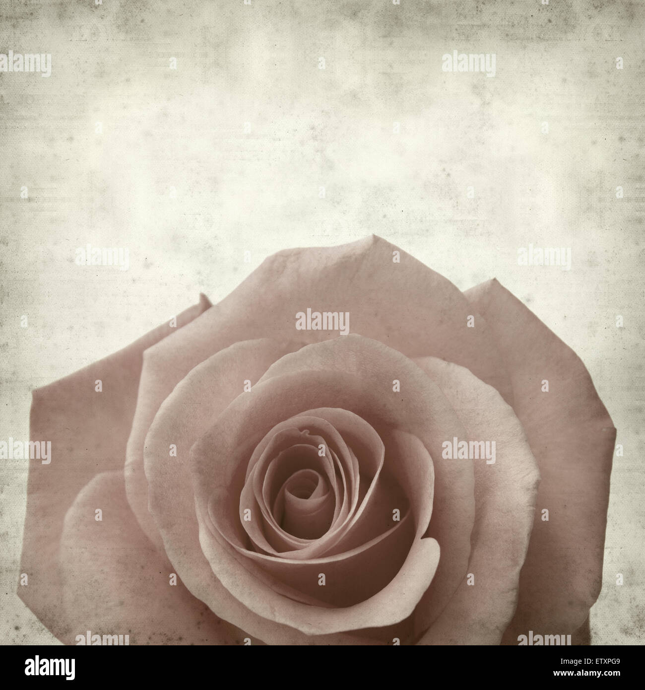 textured old paper background with pale pink rose Stock Photo - Alamy