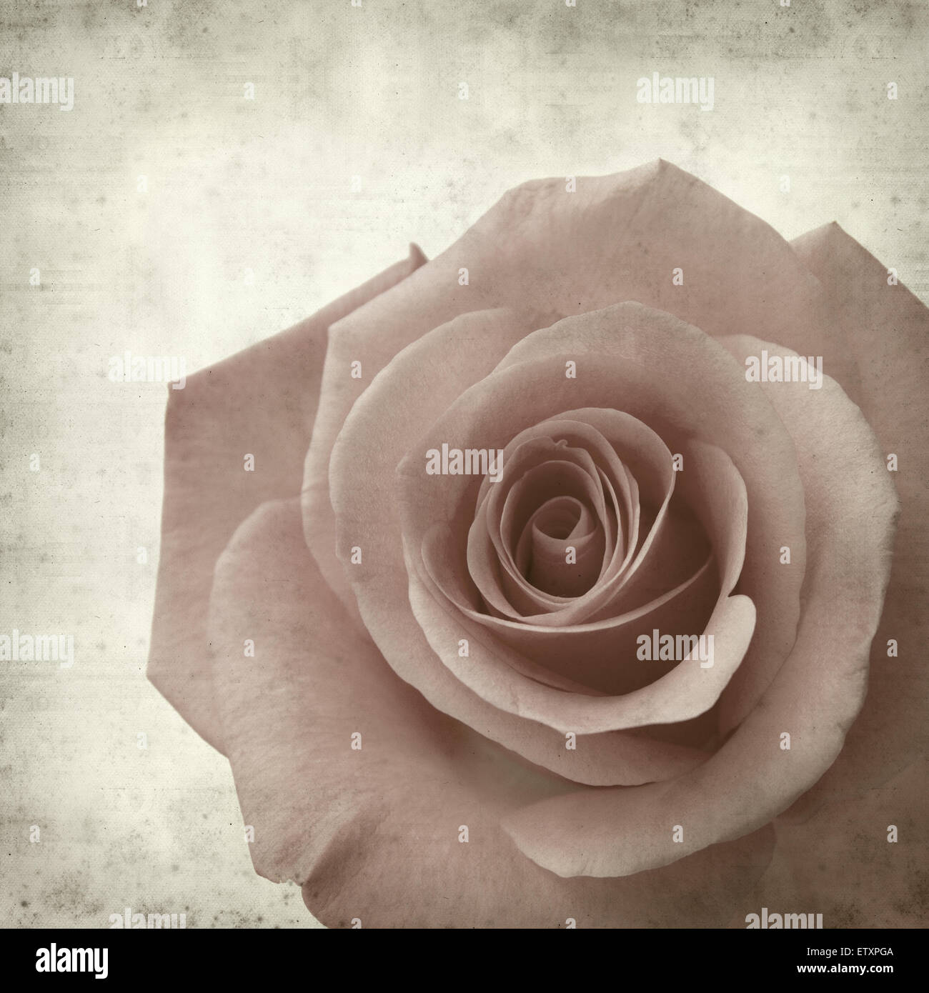 textured old paper background with pale pink rose Stock Photo - Alamy