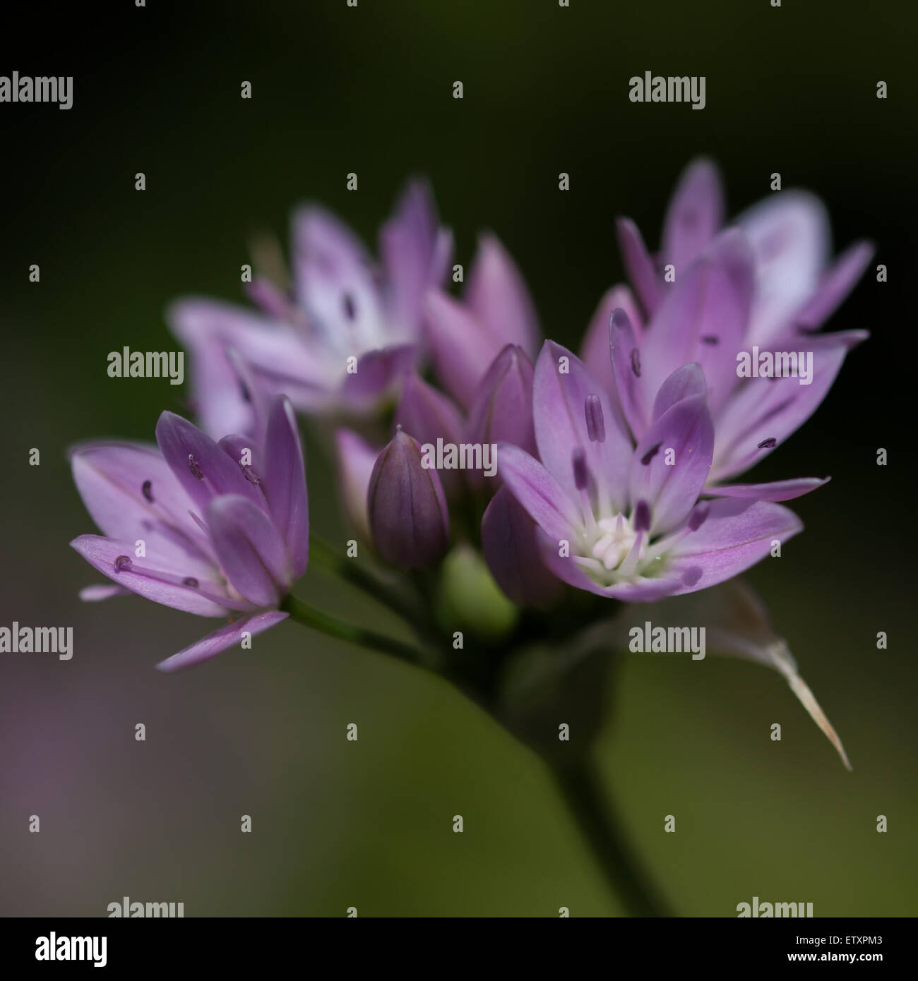 Purple pollen hi-res stock photography and images - Alamy