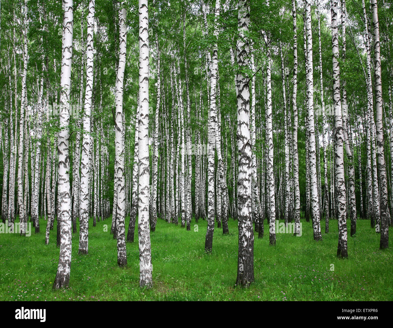 Birches green hi-res stock photography and images - Alamy