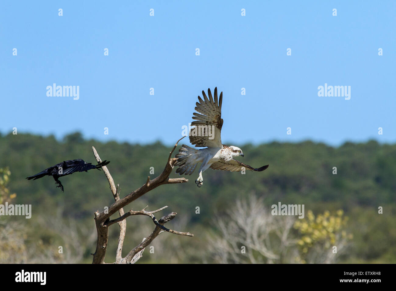 Osprey chasing bird hi-res stock photography and images - Alamy