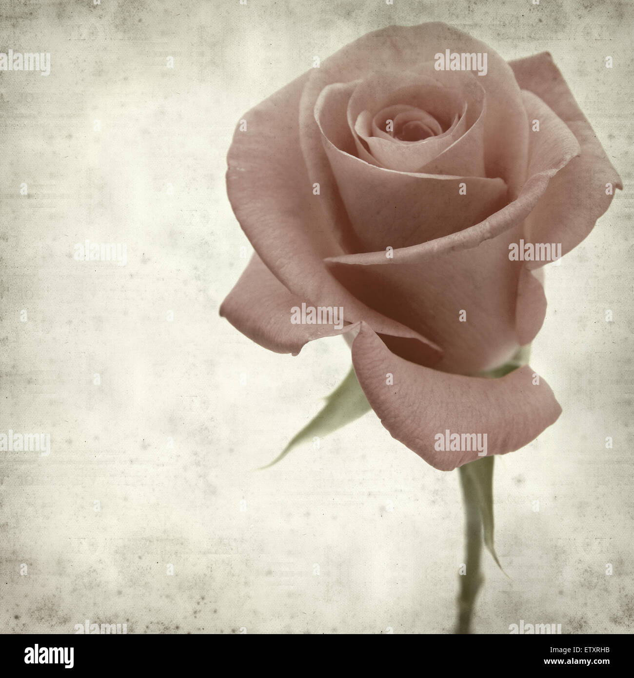 textured old paper background with pale pink rose Stock Photo - Alamy