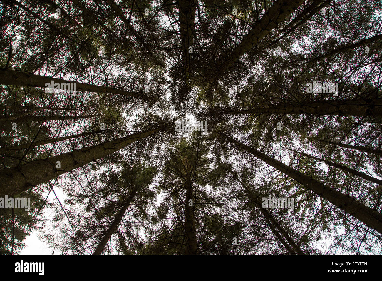 Looking up into trees creating a dizzy pattern Stock Photo - Alamy