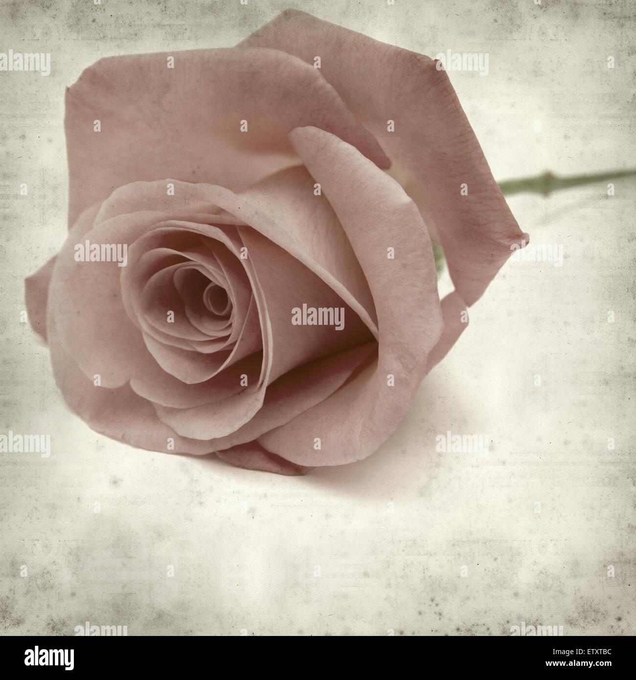 textured old paper background with pale pink rose Stock Photo - Alamy