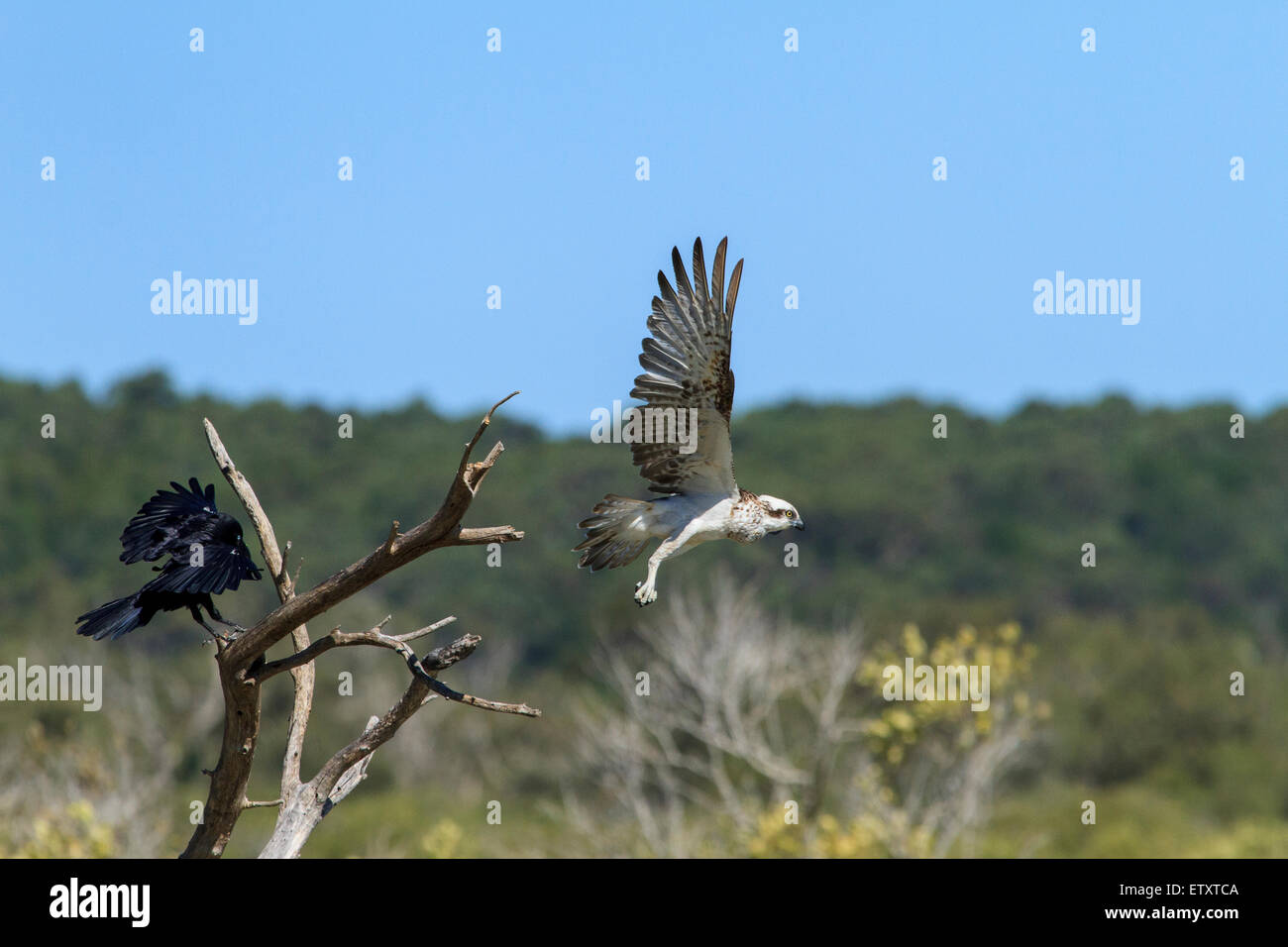 Osprey chasing bird hi-res stock photography and images - Alamy