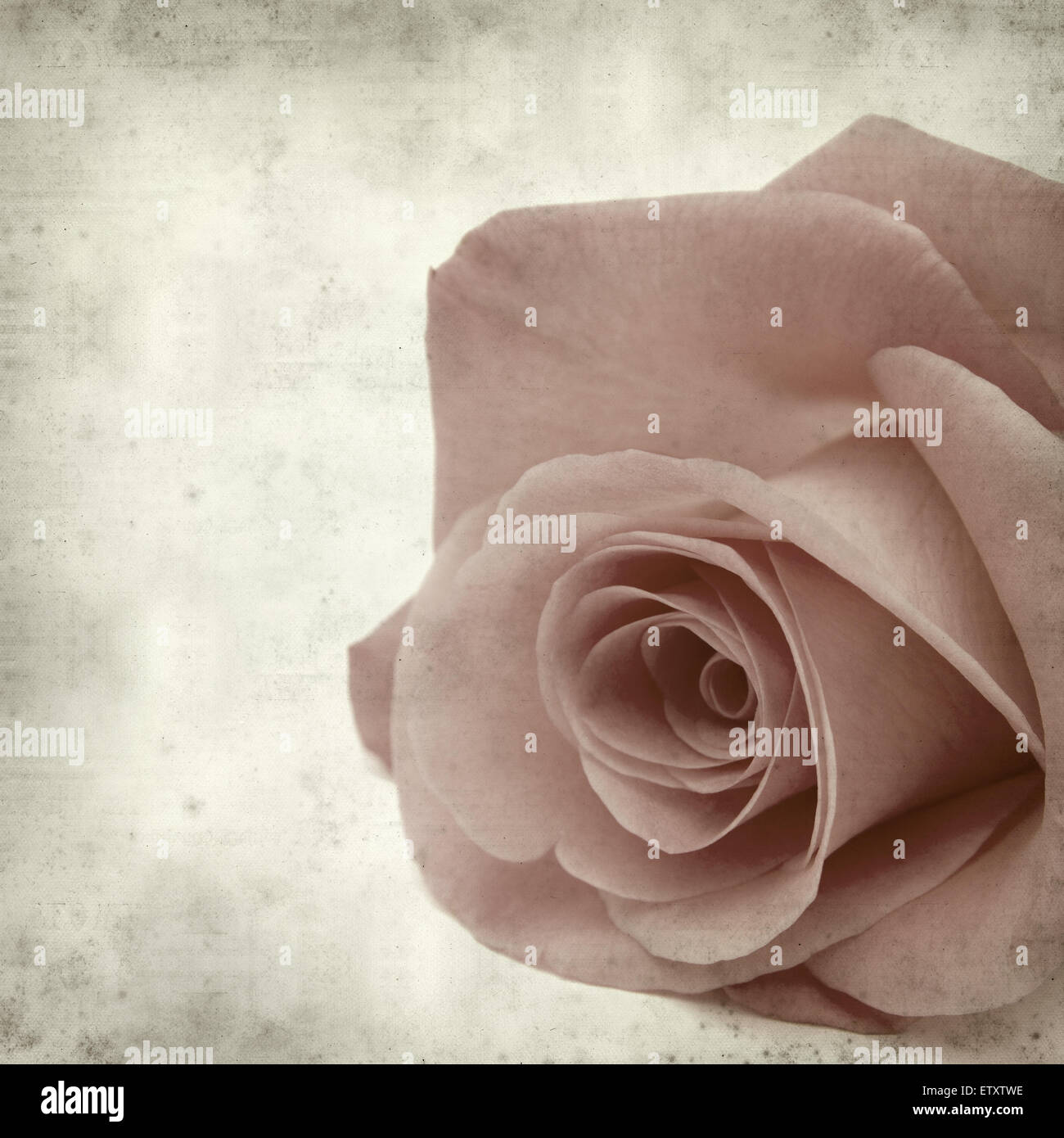 textured old paper background with pale pink rose Stock Photo - Alamy