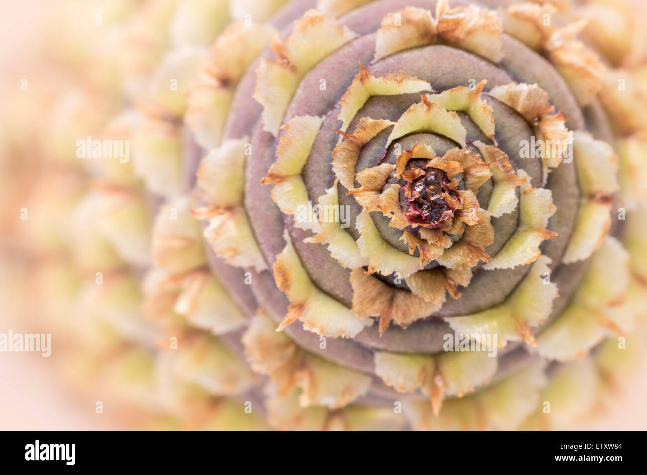 Cone section hi-res stock photography and images - Alamy