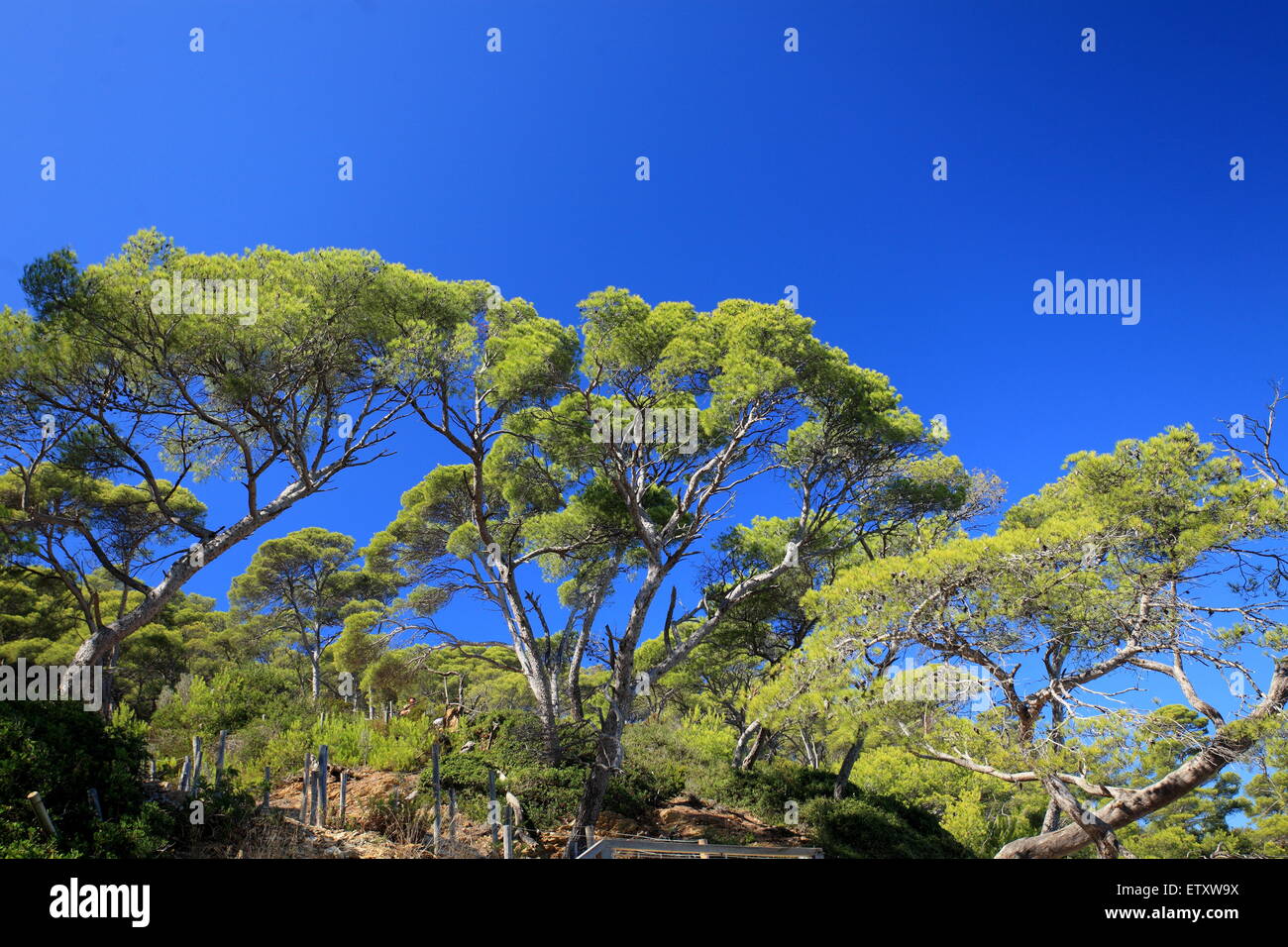 Forest pine tree hi-res stock photography and images - Alamy