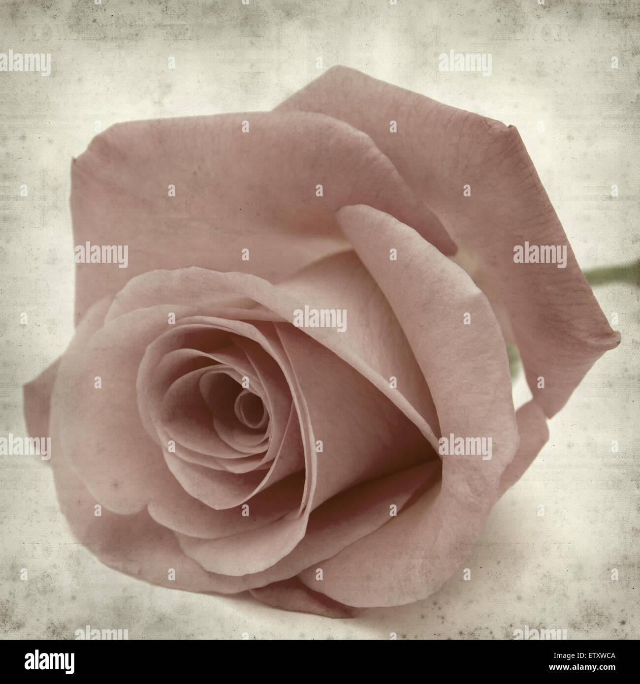textured old paper background with pale pink rose Stock Photo - Alamy