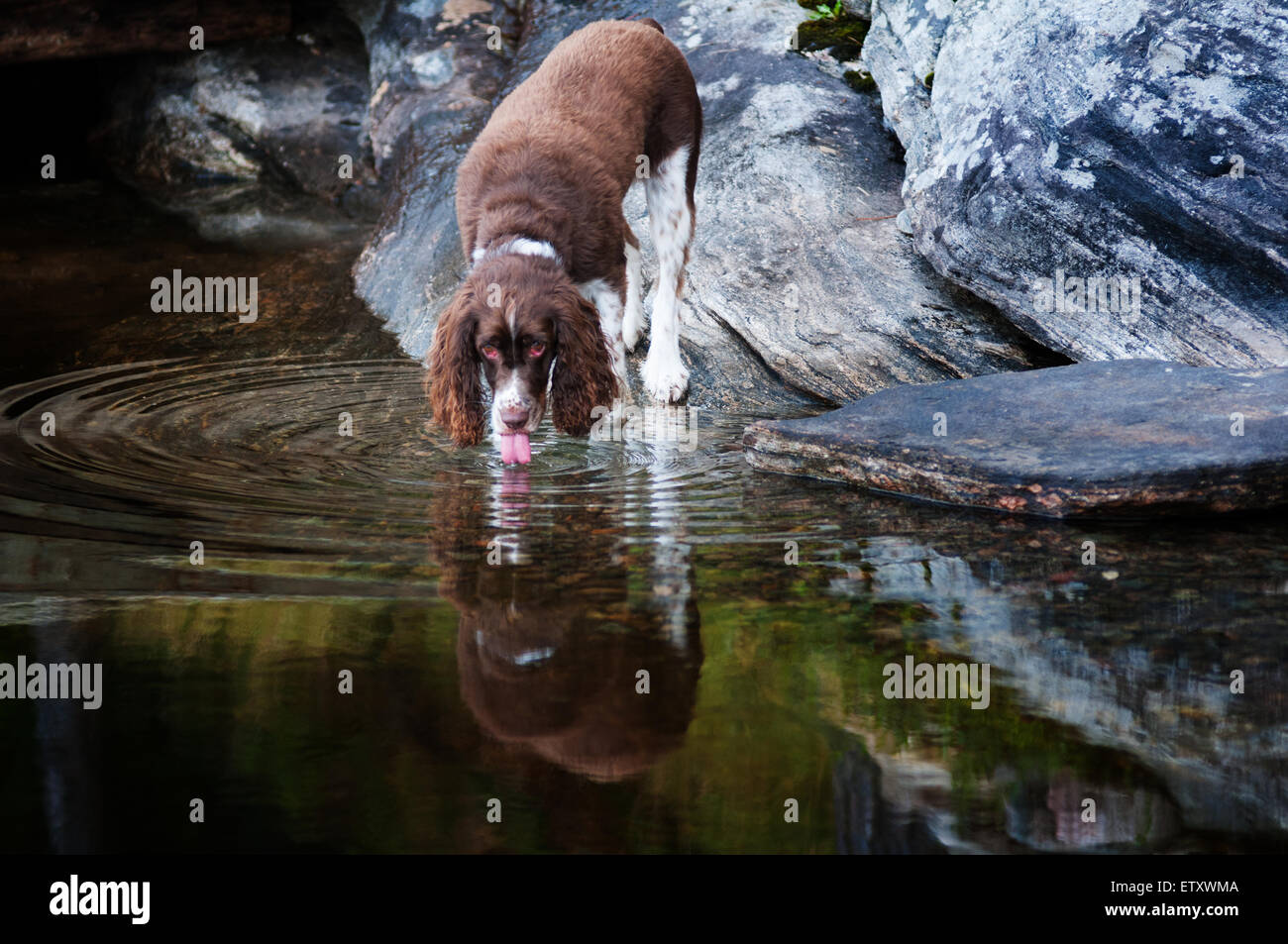 springer spaniel dog drinking water from a lake Stock Photo - Alamy