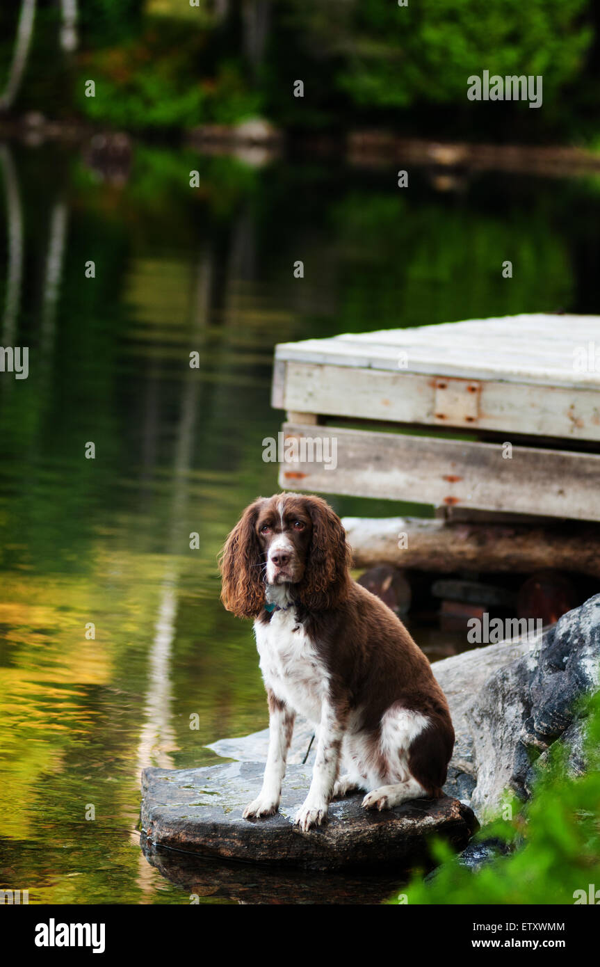 springer spaniel dog outdoors by a lake Stock Photo - Alamy