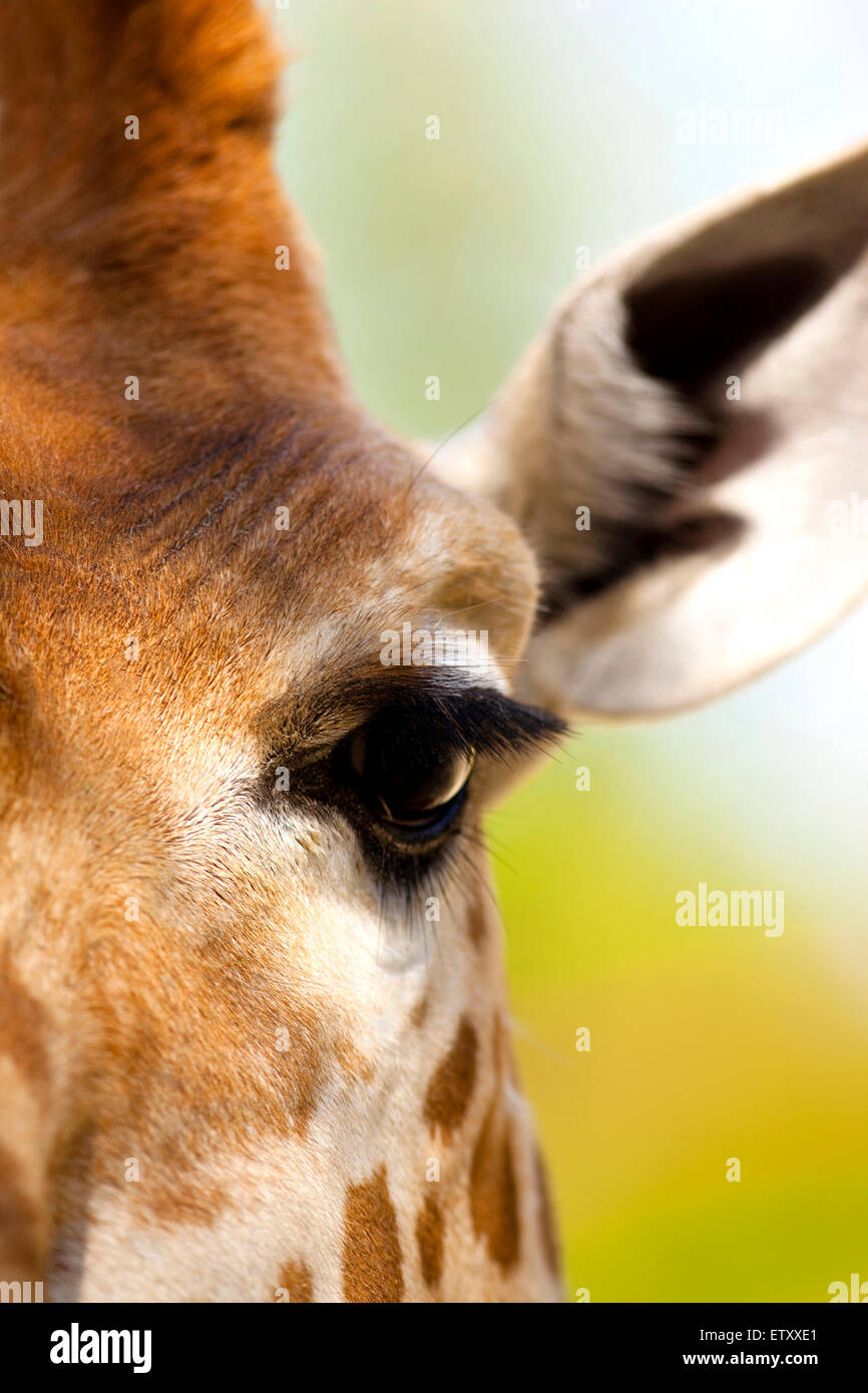 Giraffe eye close up hi-res stock photography and images - Alamy
