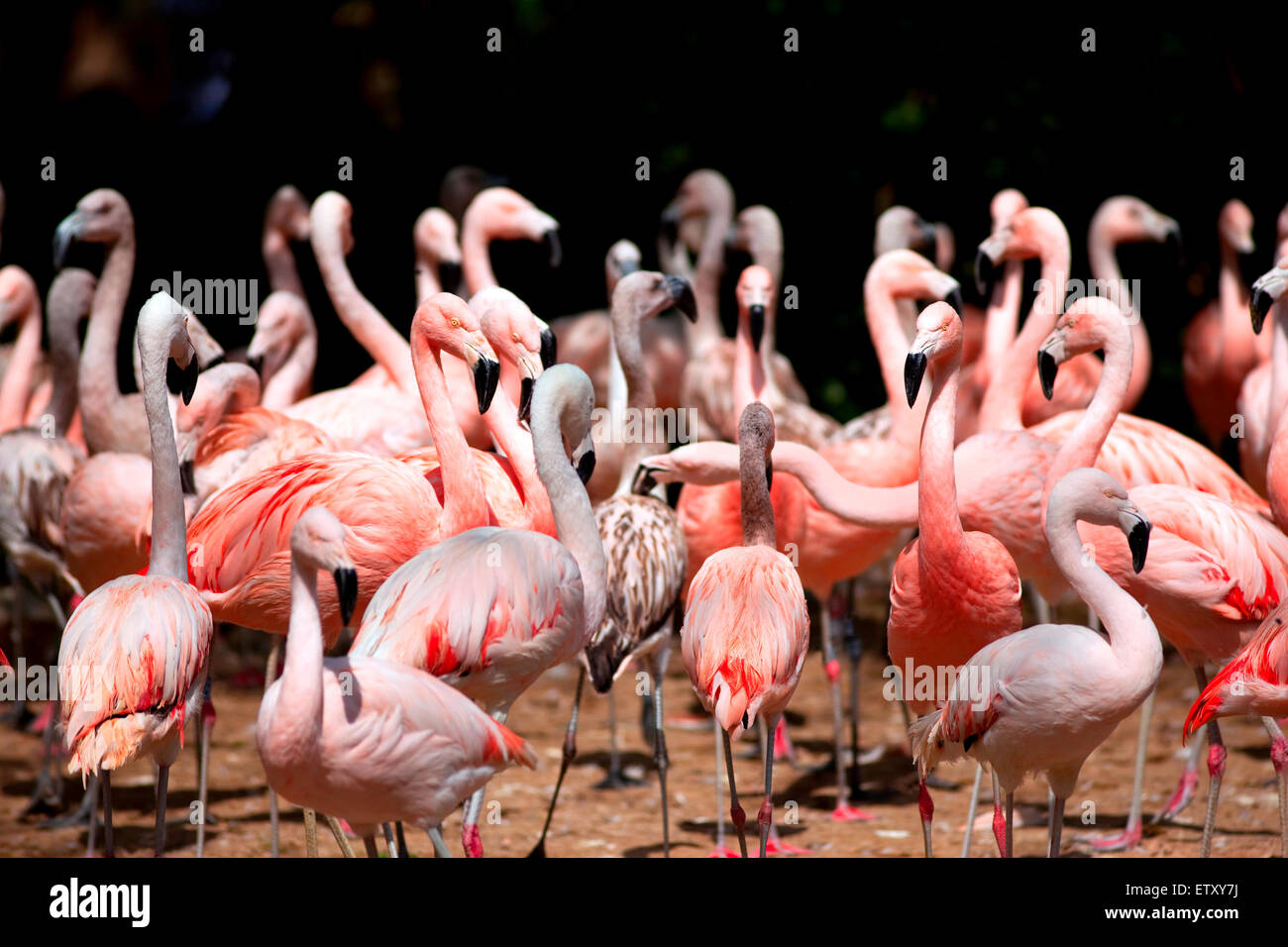Group of pink flamingos in Camargue, France Stock Photo - Alamy