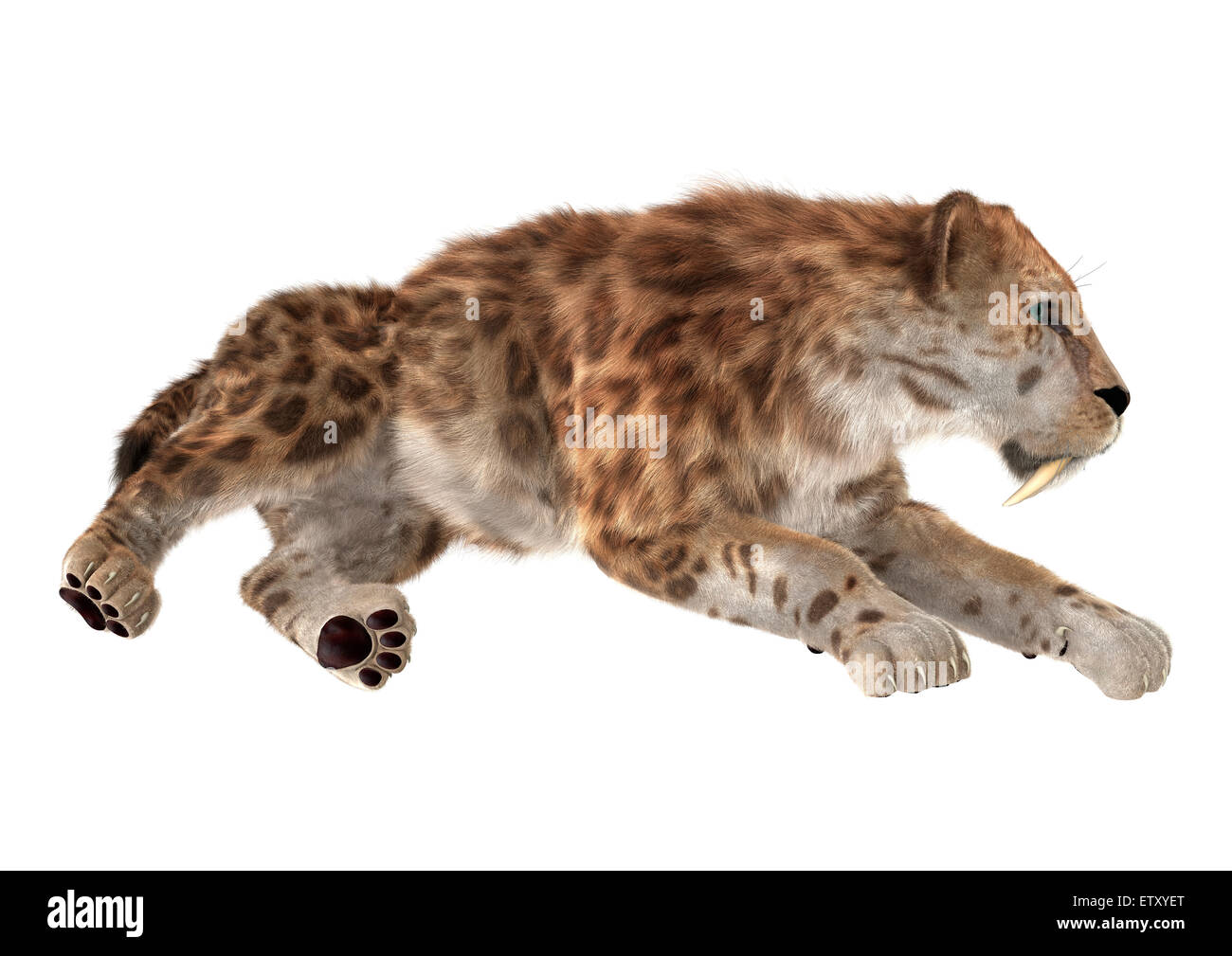 3D digital render of a big cat sabertooth isolated on white background ...