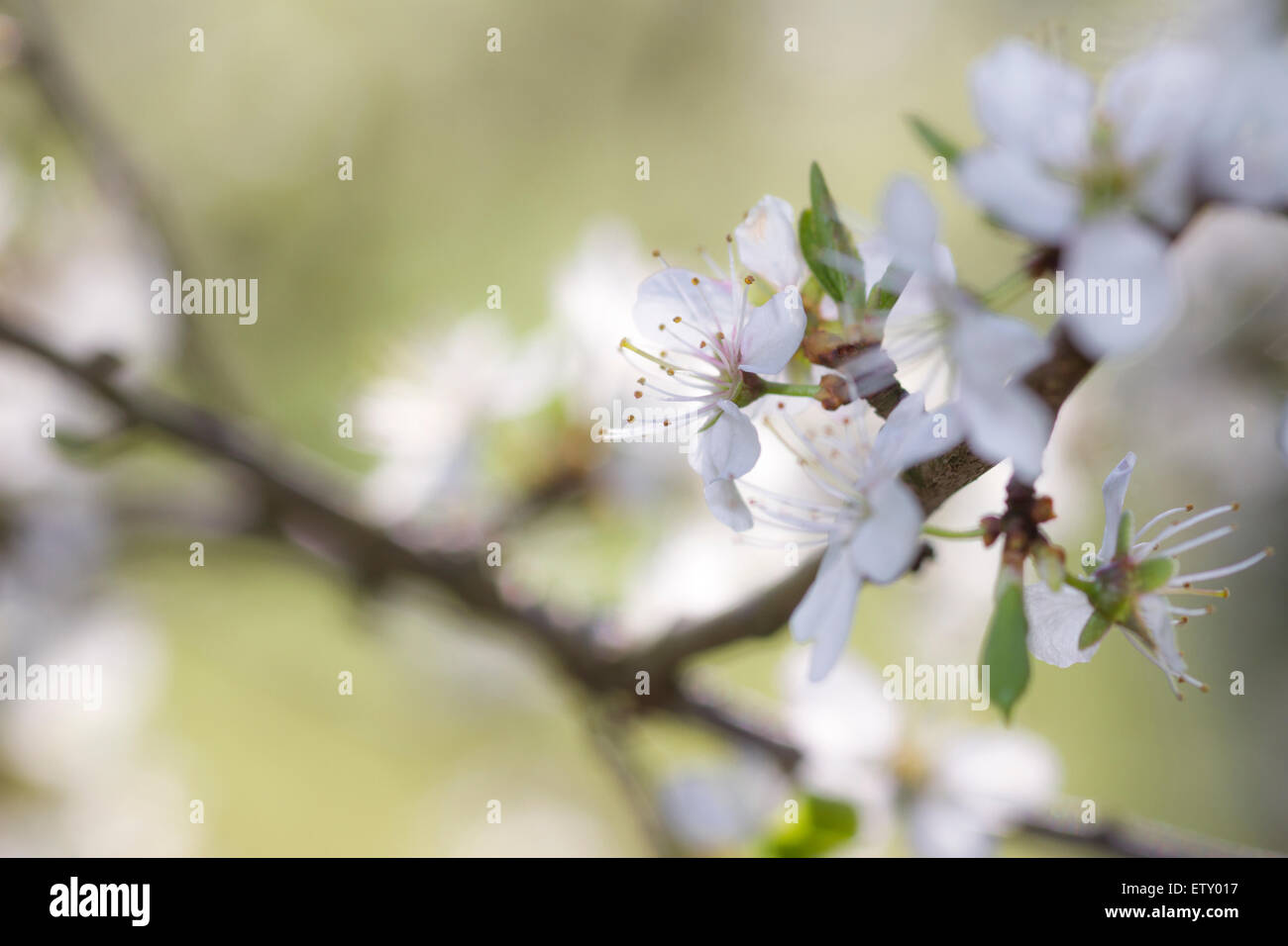 Blackthorn (Prunus spinosa) blossom in North Wales Stock Photo - Alamy