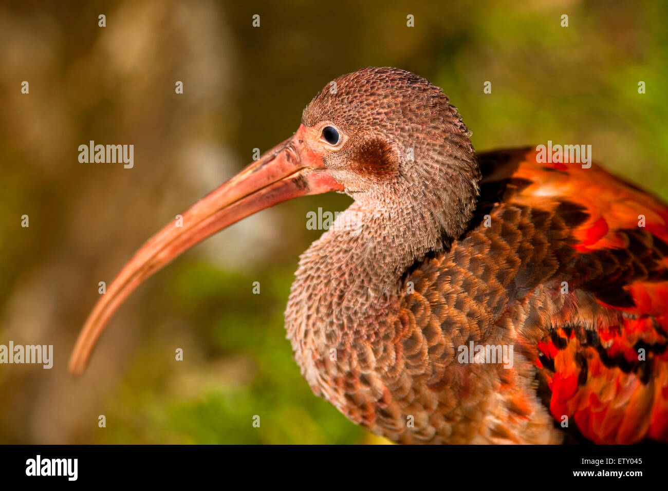 Ibis in the park hi-res stock photography and images - Alamy