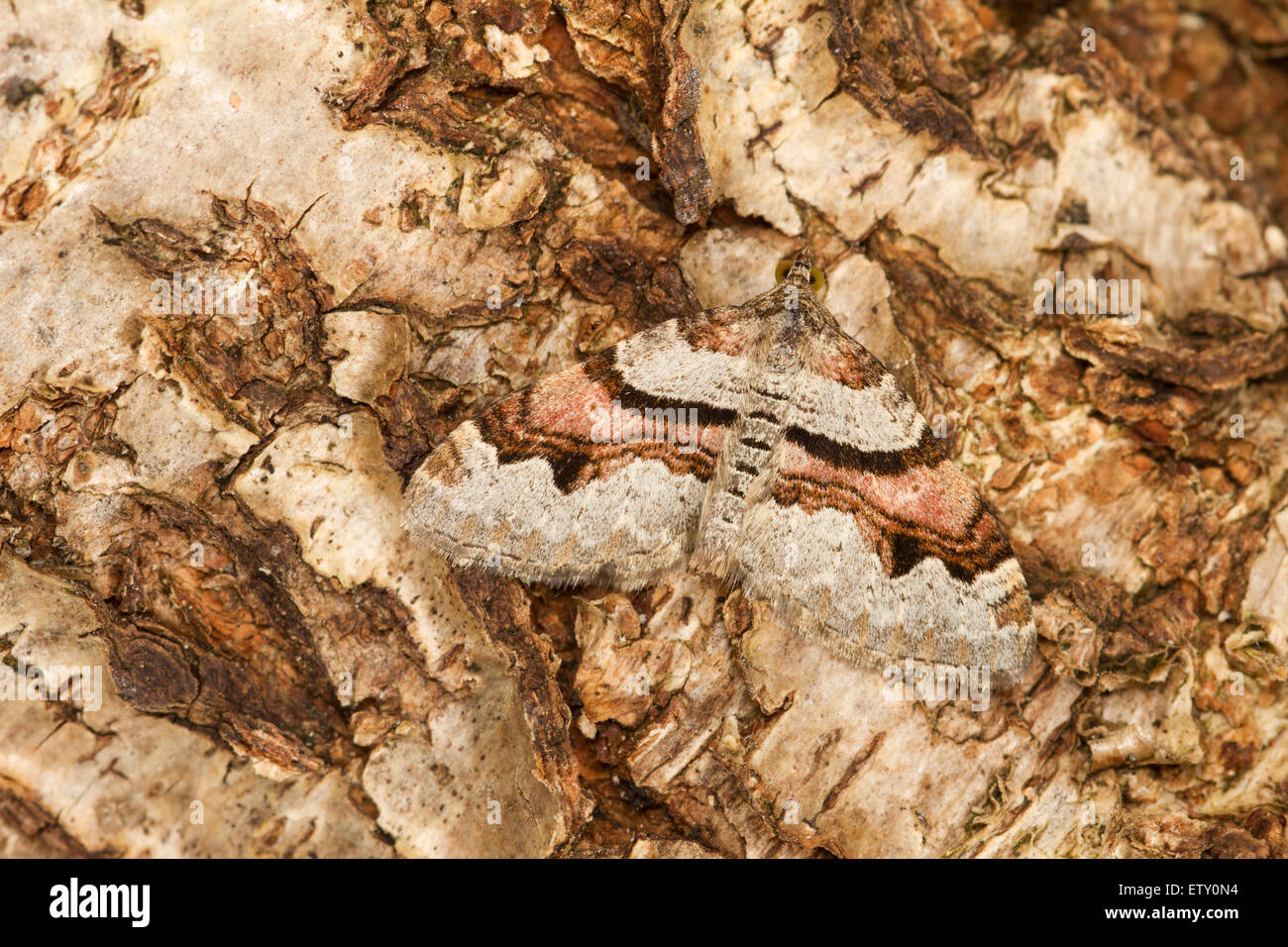 Flame Carpet (Xanthorhoe designata) moth Stock Photo - Alamy