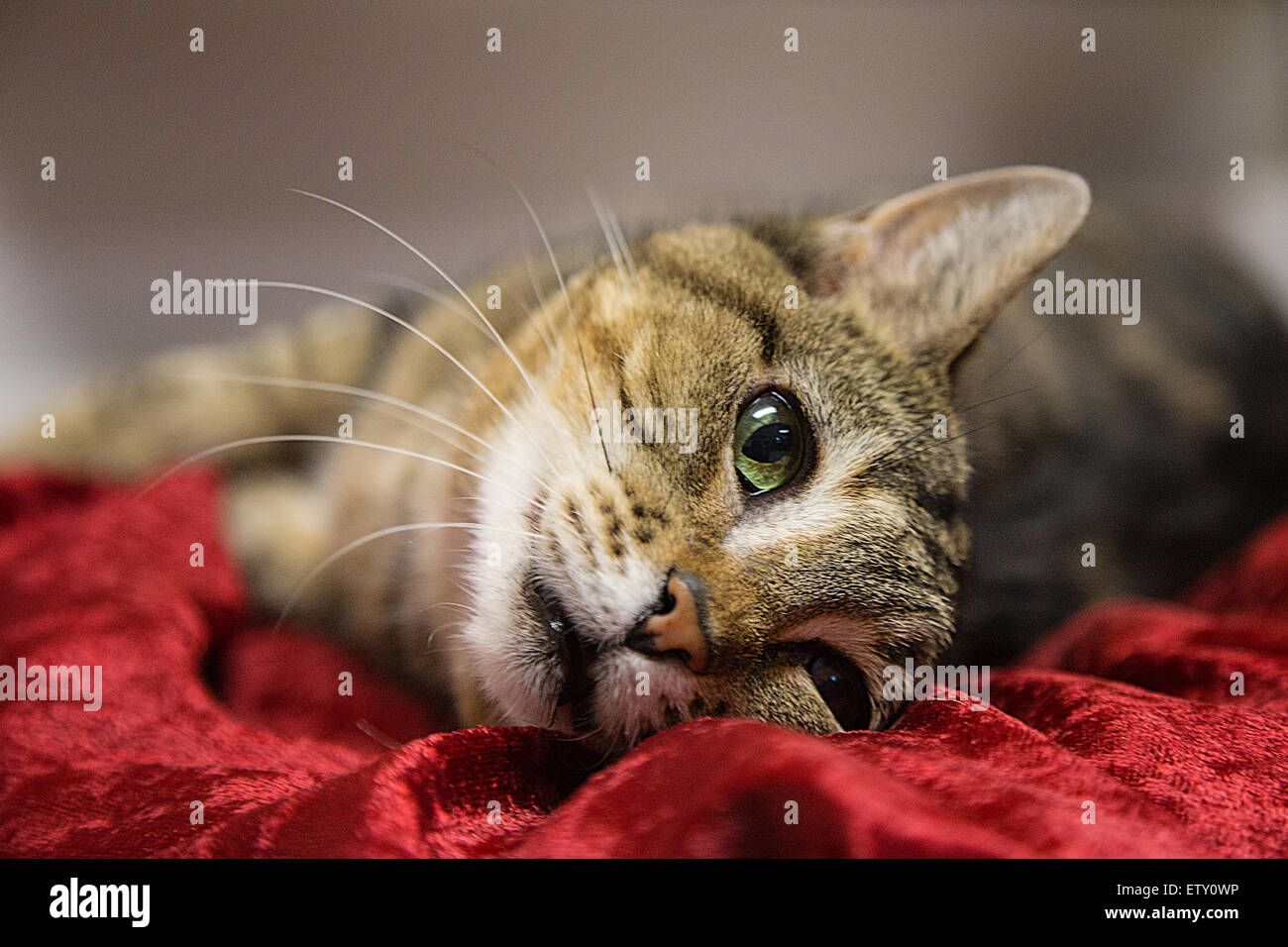 Tabby shelter cat on red velvet Stock Photo - Alamy