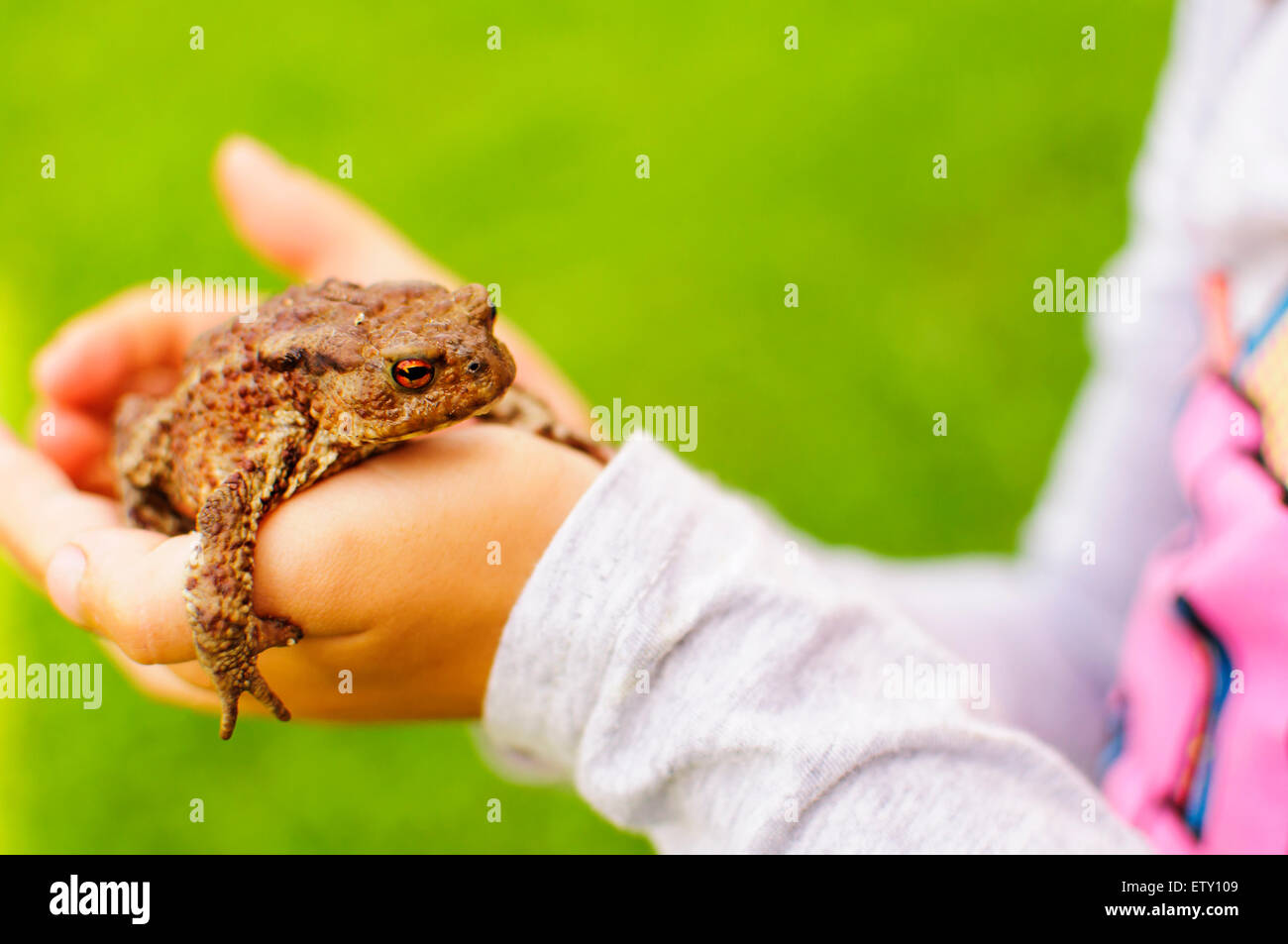 common toad in the hands Stock Photo - Alamy