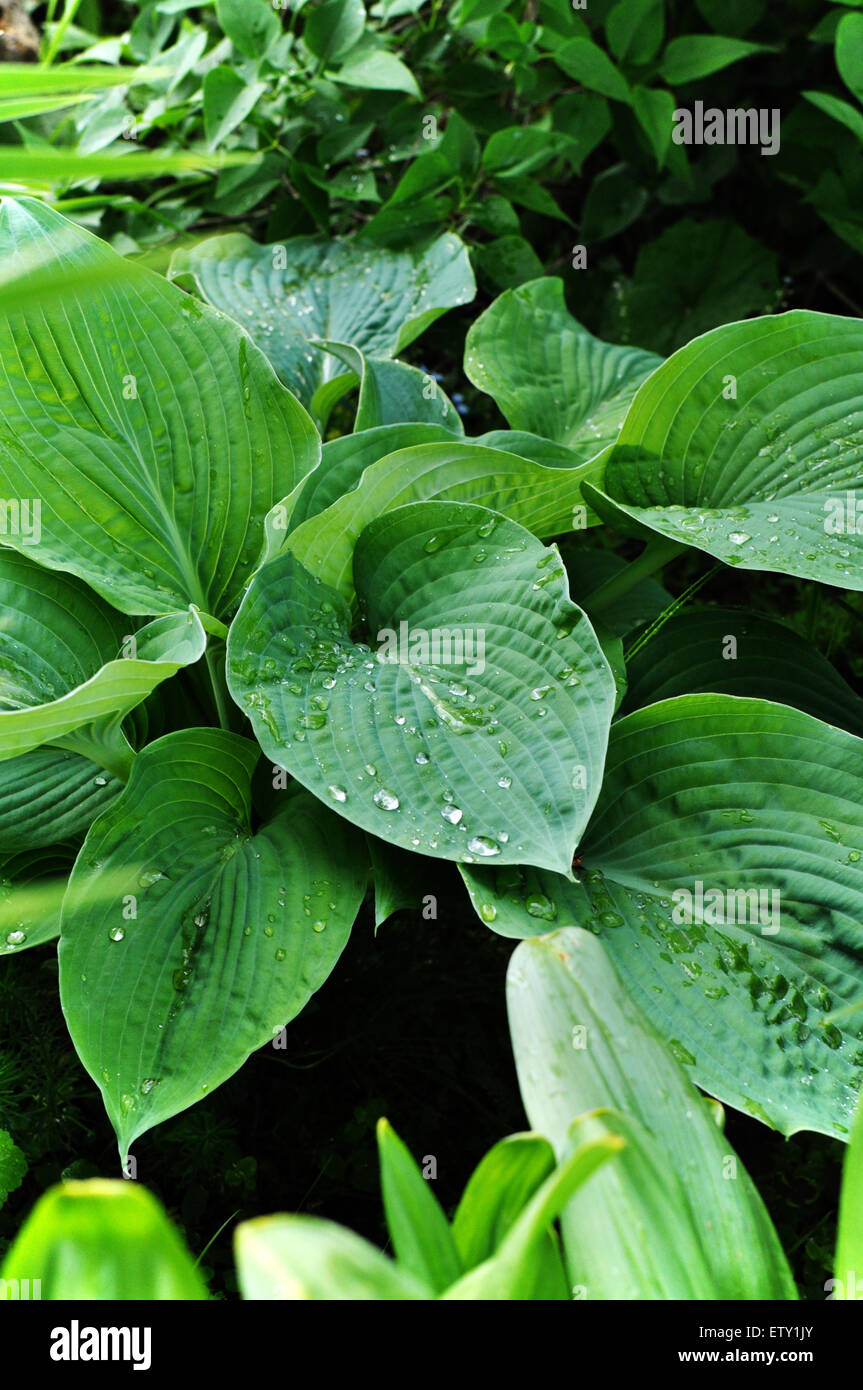plant hosta with wet leaves Stock Photo - Alamy