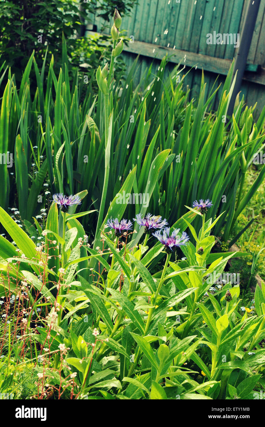 Border summer watering hi-res stock photography and images - Alamy