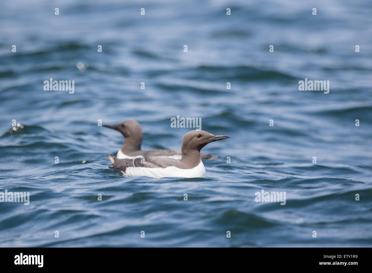 Common Guillemot or Common Murre or Thin-billed Murre (Uria aalge Stock ...