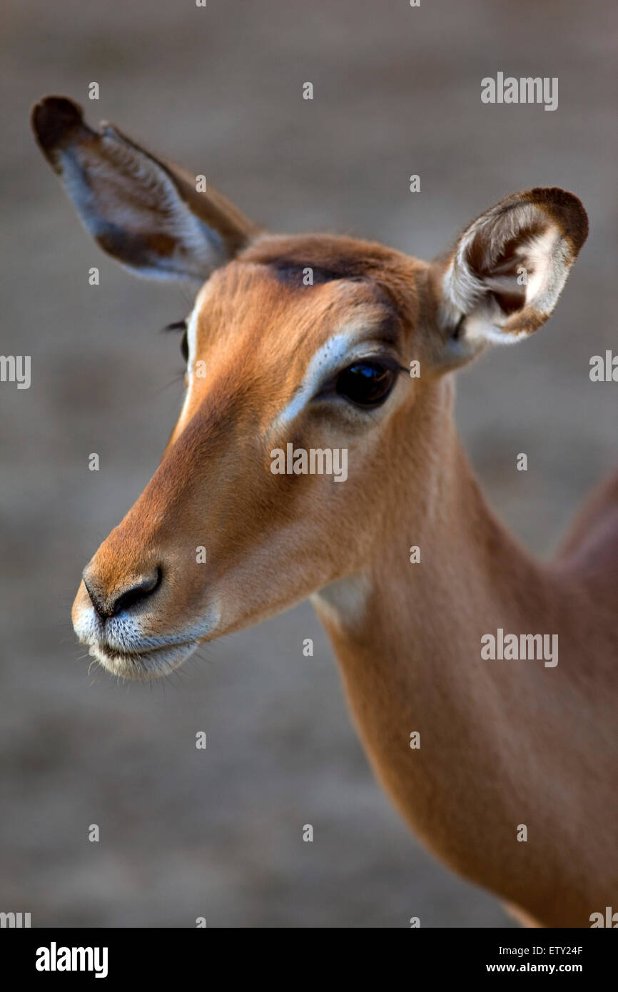 Head of a young doe in a park Stock Photo - Alamy
