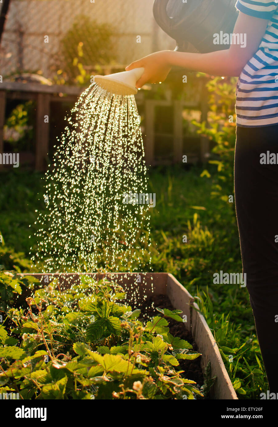 Watering can plant hi-res stock photography and images - Alamy