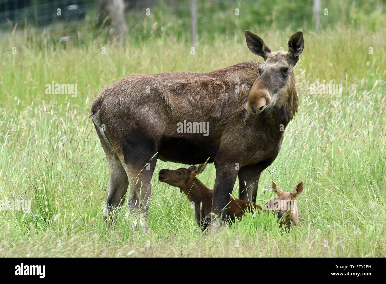Hofgeismar, Germany. 16th June, 2015. A female elk with her two young ...