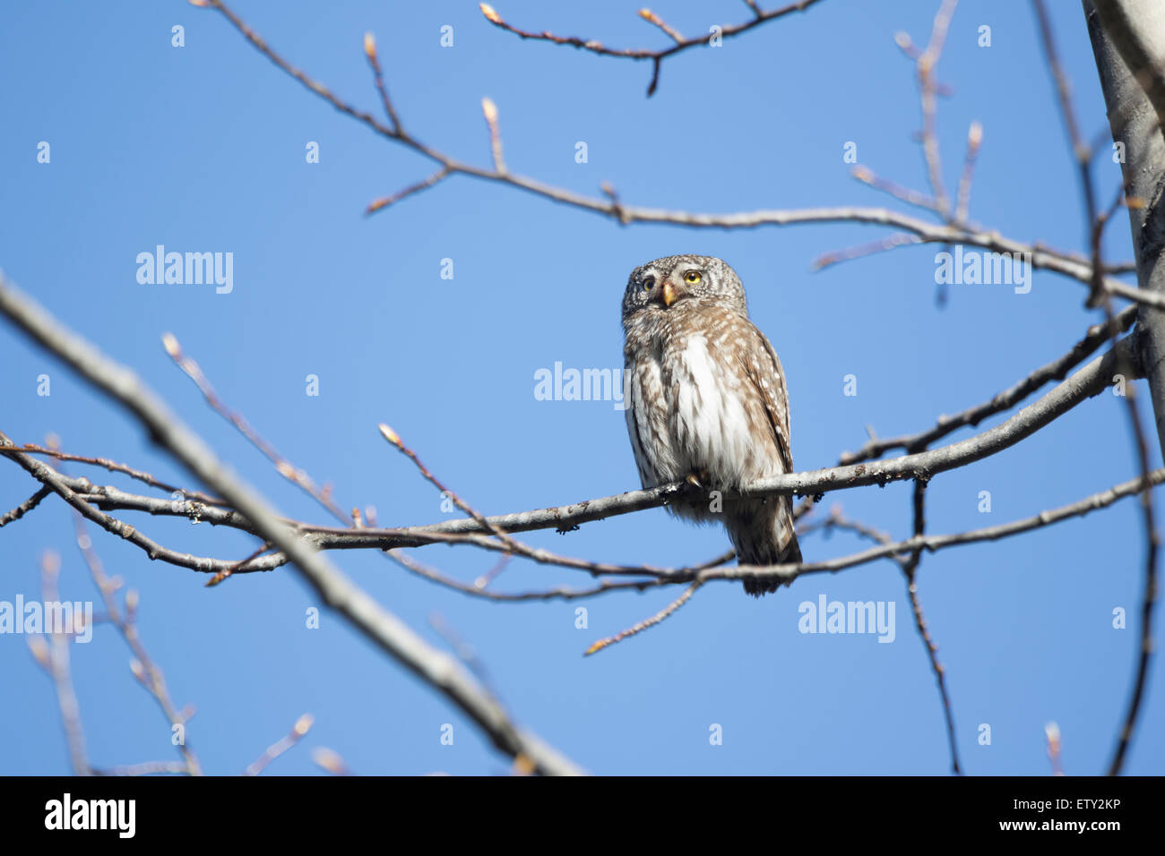 Eurasian Pygmy Owl (Glaucidium passerinum Stock Photo - Alamy