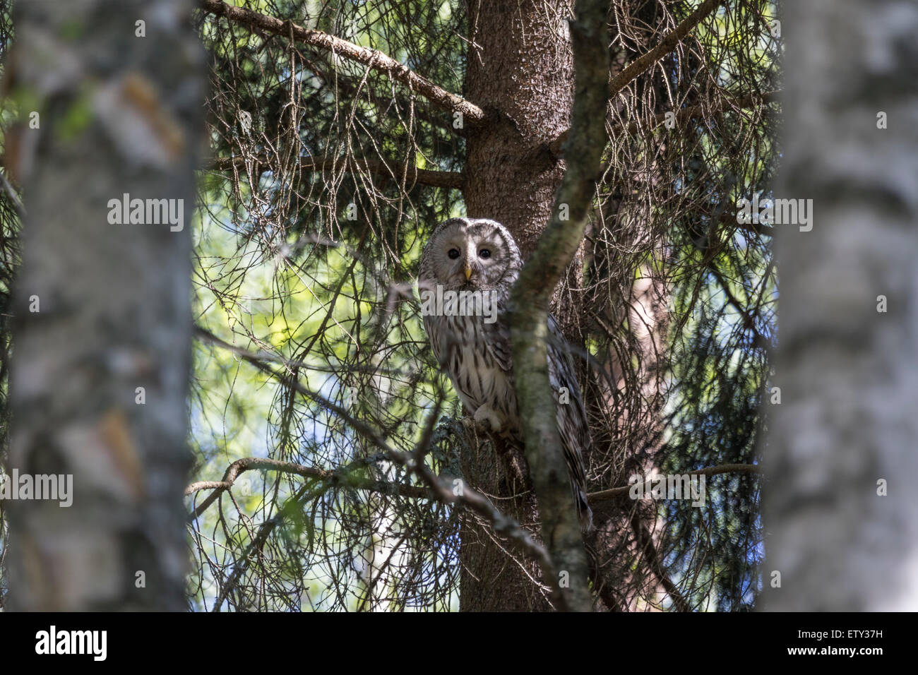 Ural Owl (Strix uralensis Stock Photo - Alamy