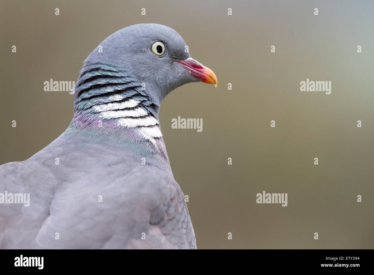 Woodpigeon (Columba palumbus Stock Photo - Alamy