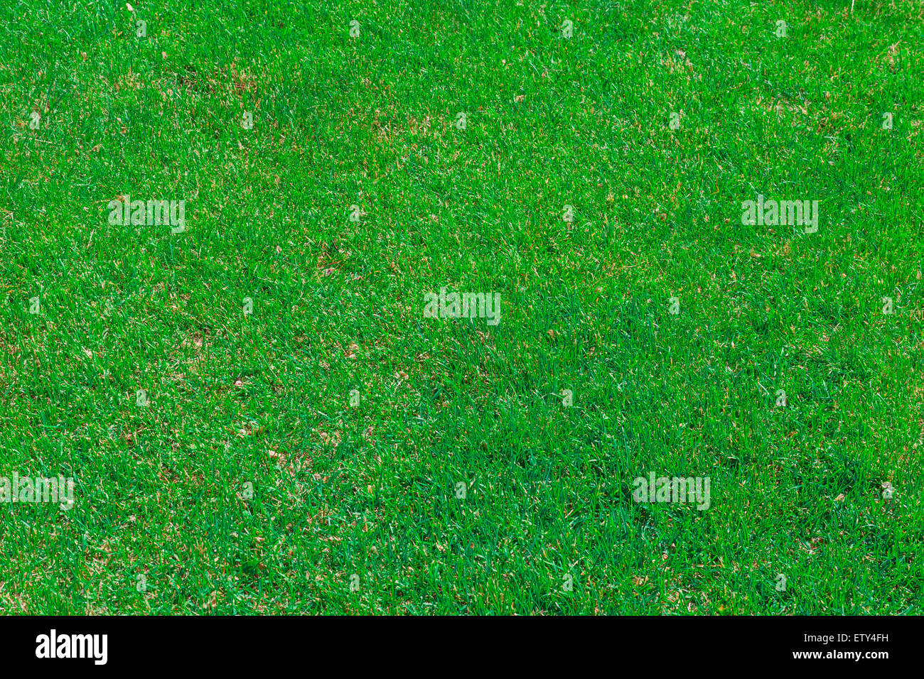 A Green Evenly Cut Grass Field Stock Photo - Alamy