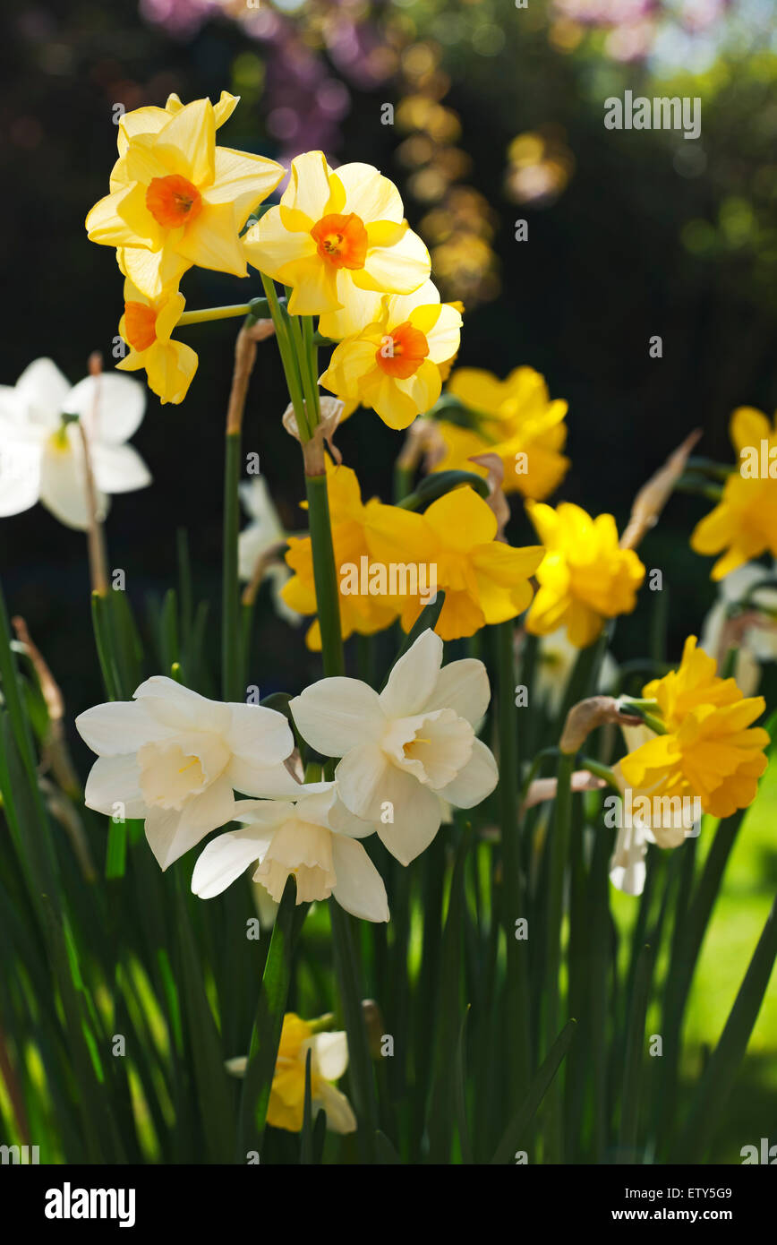 Close up of pot of mixed yellow daffodils narcissi in a garden in ...
