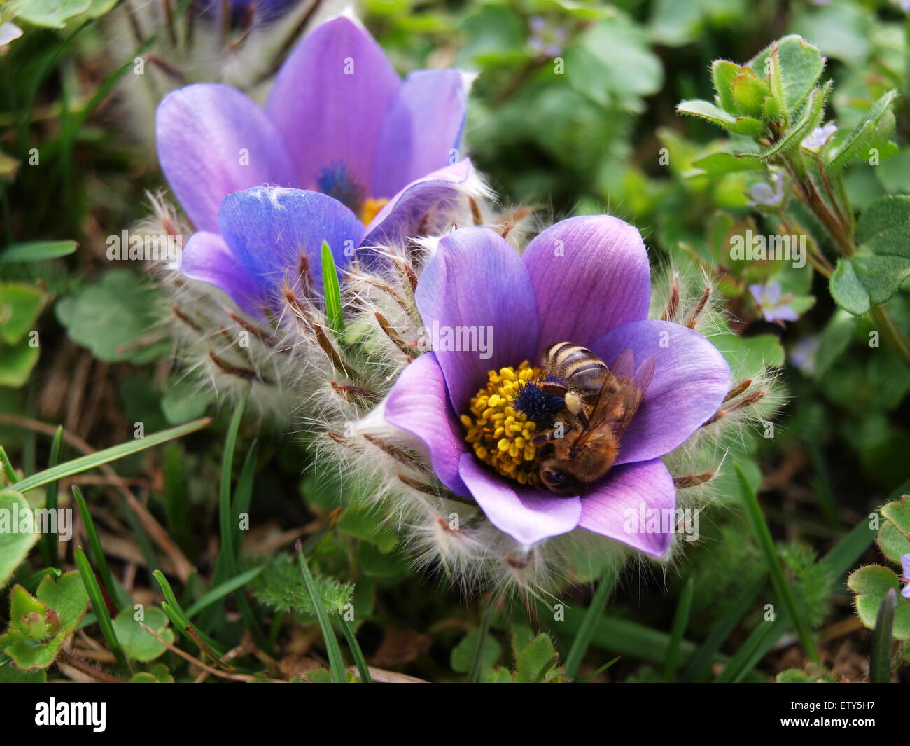 Busy as a bee hi-res stock photography and images - Alamy