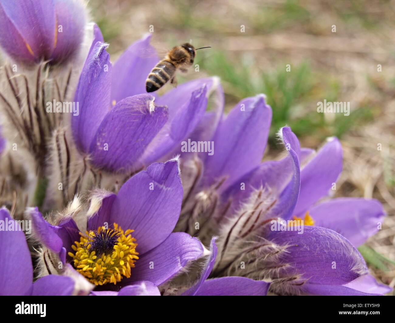 Bee leaving a crocus Stock Photo - Alamy