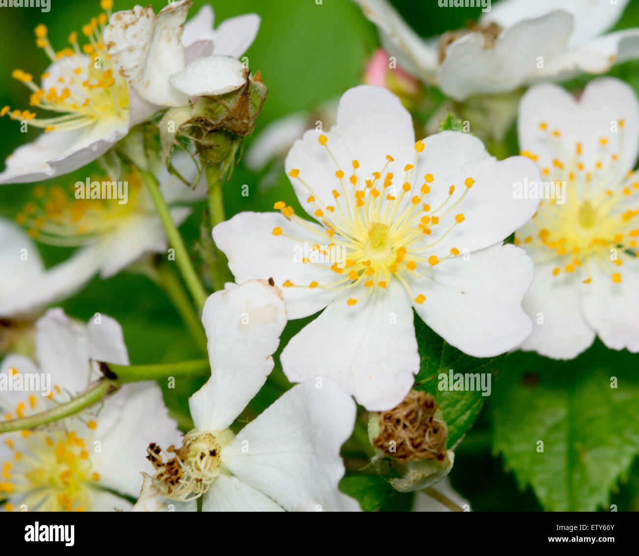 A macro closeup of a Raspberry Blossom in the spring Stock Photo - Alamy