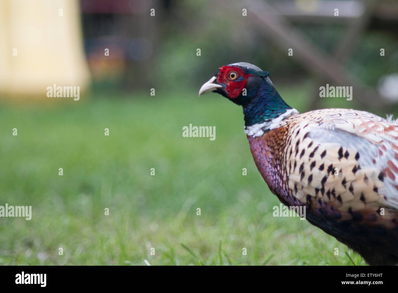 A colorful pheasant in a garden Stock Photo - Alamy