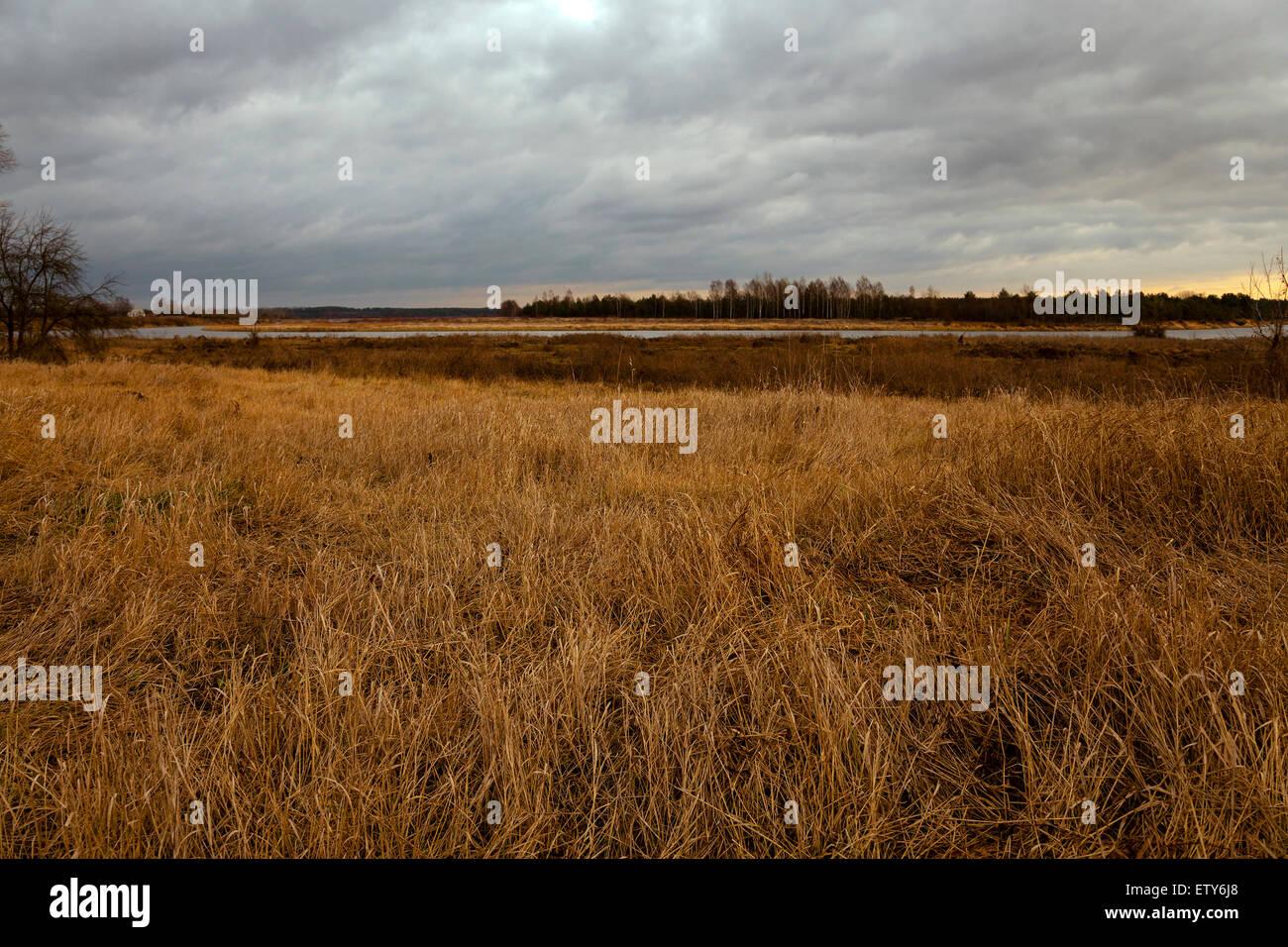 Stem dried high grass hi-res stock photography and images - Alamy